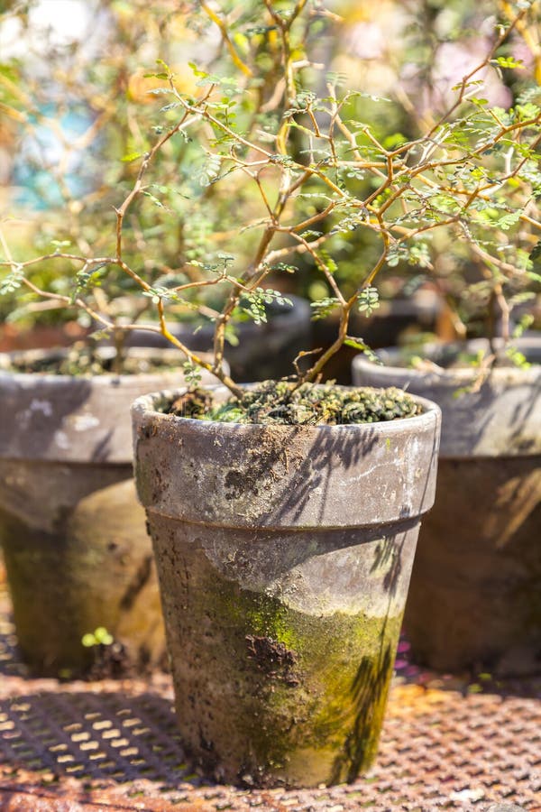 Old rustic plant pots stock photo. Image of gift, beautiful - 74091000