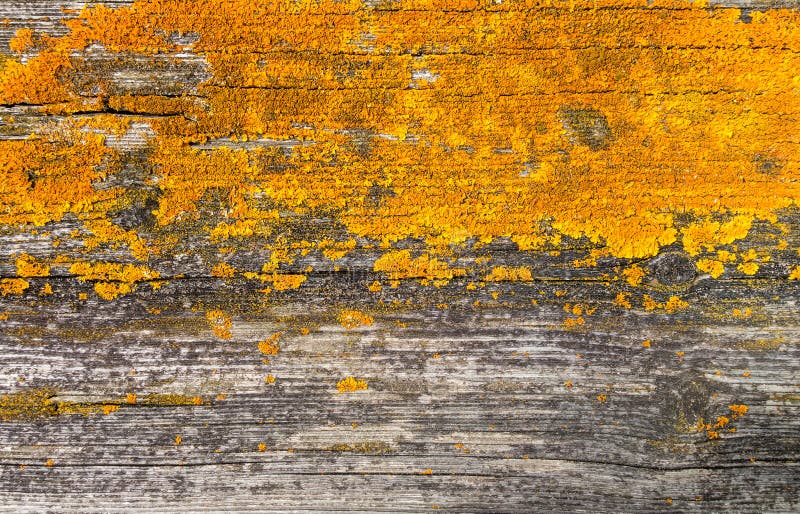 Old Rustic Wood Background Texture with Yellow Moss Stock Photo - Image ...