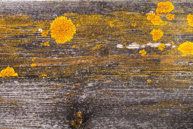 Old Rustic Wood Background Texture with Yellow Moss Stock Image - Image ...