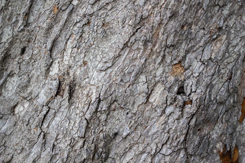 Old rustic wood skin stock image. Image of black, vintage - 150943655