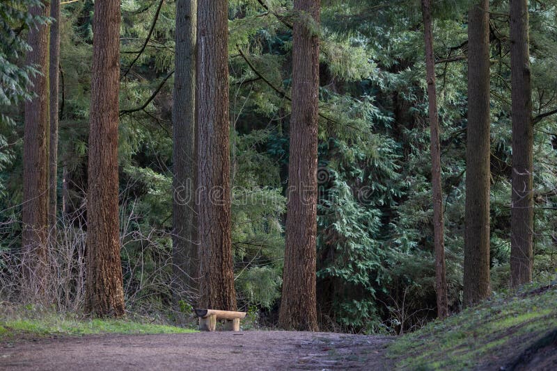 Wooden Bench Along Footpath in Forest Stock Photo - Image of beautiful ...