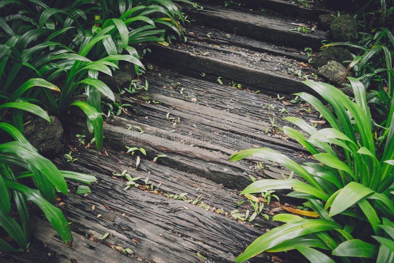 Old Rustic Wooden Stairs in the Garden Stock Image - Image of room ...