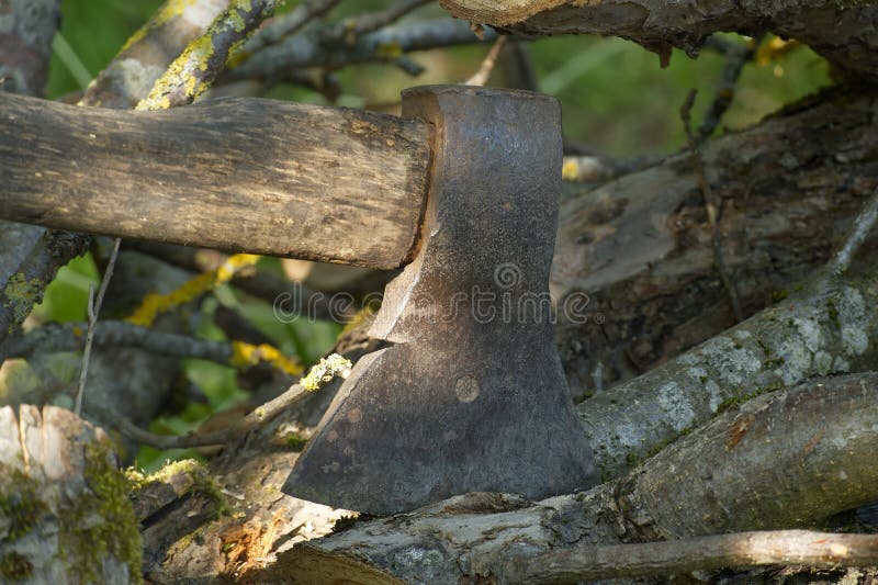Old Rusty Axe Embedded in Tree Trunk during Forest Chopping on a Sunny ...