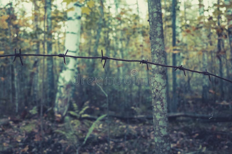 Old Rusty Barbed Wire in the Forest Close Up Stock Image - Image of ...
