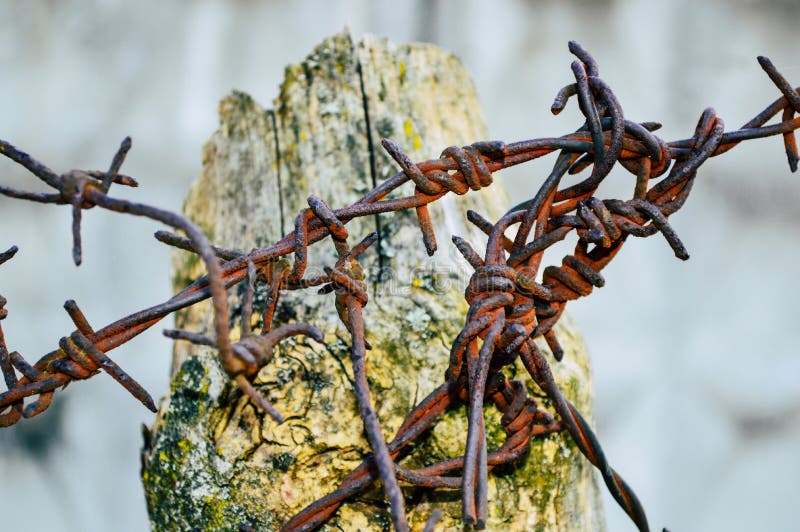 136 Twine Around Tree Stock Photos - Free & Royalty-Free Stock Photos ...