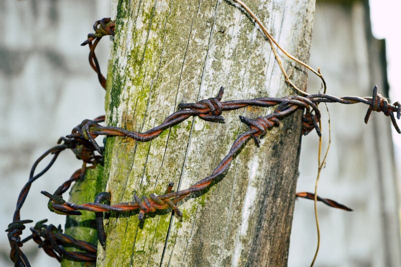 230 Twine Around Tree Stock Photos - Free & Royalty-Free Stock Photos ...