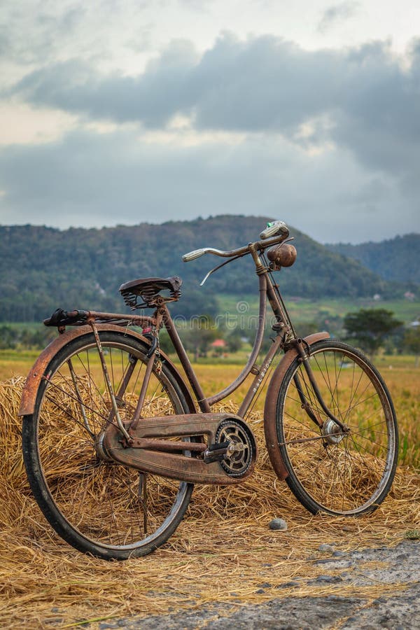 An Old, Rusty Bicycle on the Edge of a Rice Field with a View of the ...