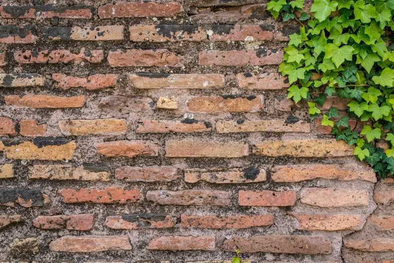 Old Rusty Brick Wall Texture with Cute Green Ivy Leaves As Background ...