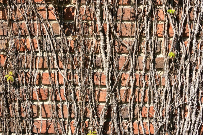 Old Rusty Brick Wall Texture with Leaves As Background Stock Image ...