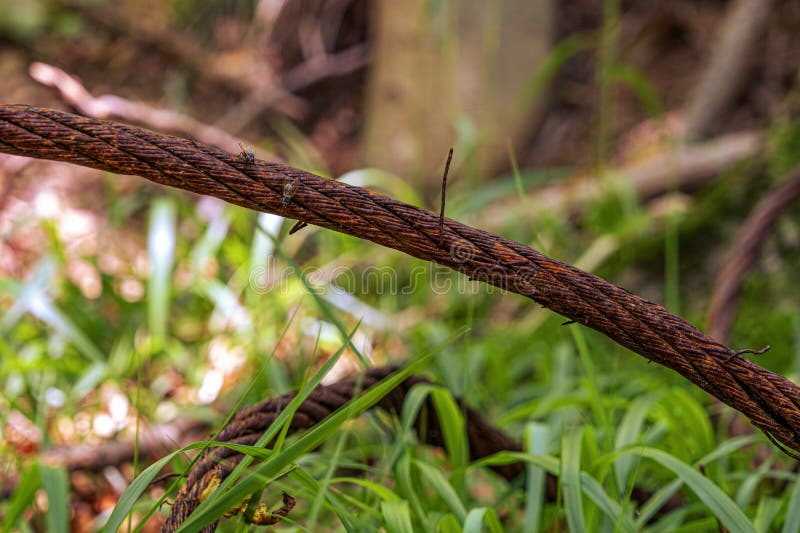 Old Rusty Cable in the Forest Stock Photo - Image of lead, material ...