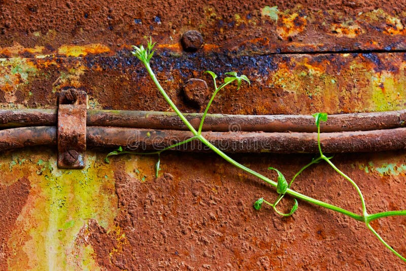 Old Rusty Cable and Young Leaves of the Ivy Stock Photo - Image of iron ...