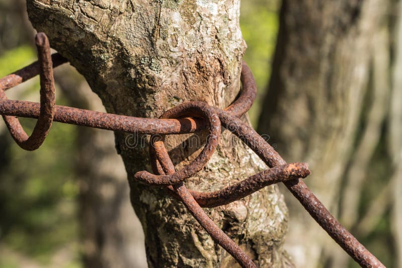 An Old Rusty Chain Wraps Around the Tree Trunk. Stock Image - Image of ...
