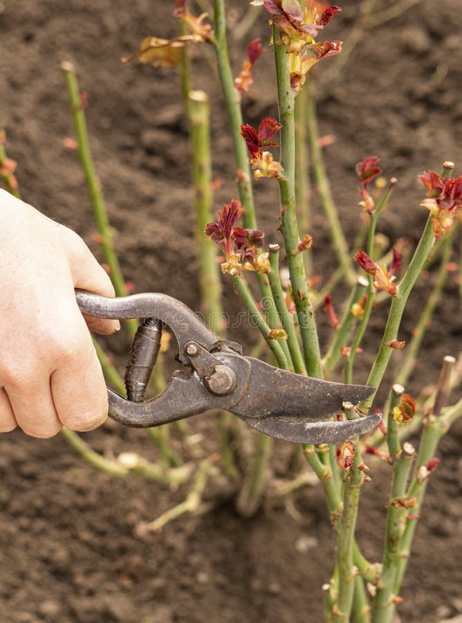 Old Rusty Garden Pruner. Pruning A Rose Bush In A Spring Garden Stock ...