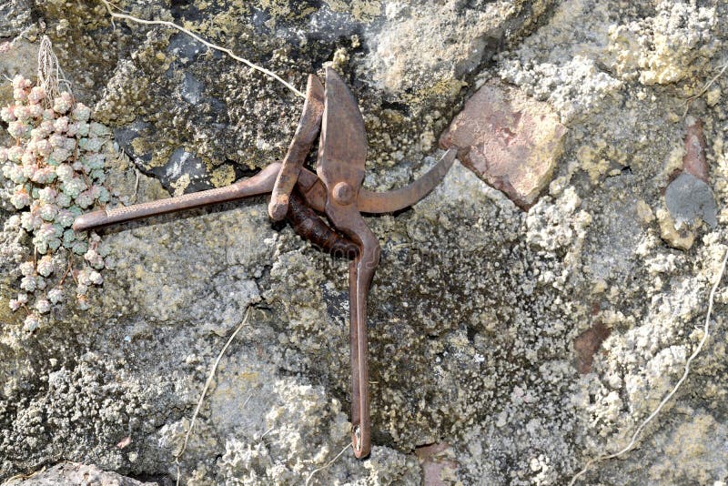Old rusty garden shears stock image. Image of gardening - 90062461