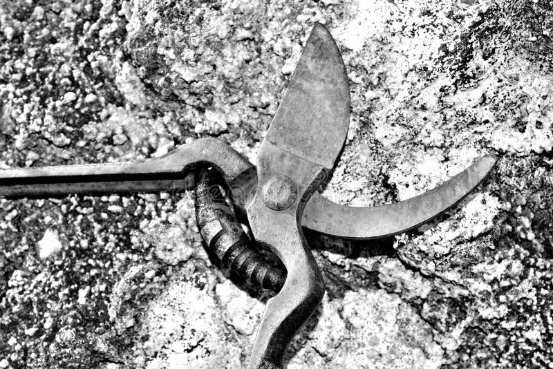 Old rusty garden shears stock photo. Image of tool, object - 90132146
