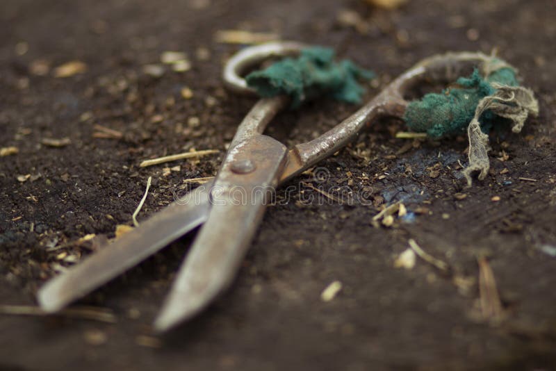 Old Rusty Iron Vintage Retro Scissors for Work Stock Image - Image of ...