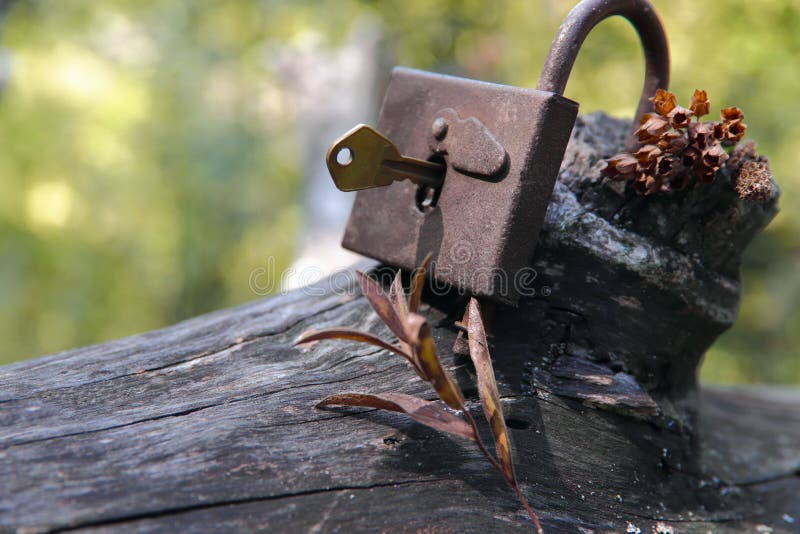 The Lock on a Tree of Love for Stock Photo - Image of cultural, forever ...