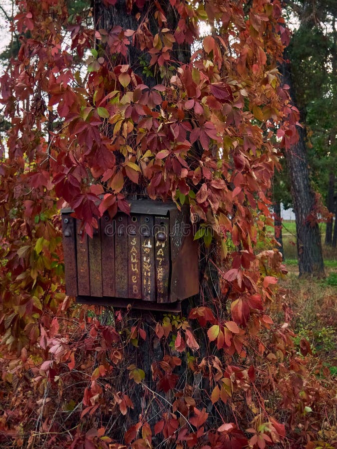 An Old and Rusty Mailbox Mounted on a Tree Stock Photo - Image of send ...