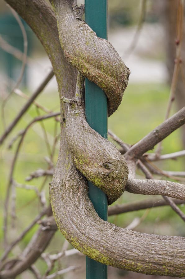 Old Rusty Metal Fence in the Park Stock Image - Image of bird, metal ...