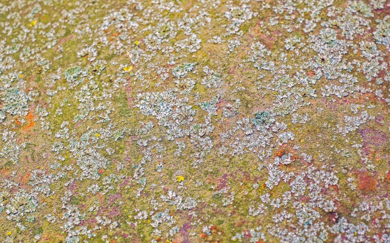 Old Rusty Metal Plate Texture Background, with Lichen and Moss Stock ...