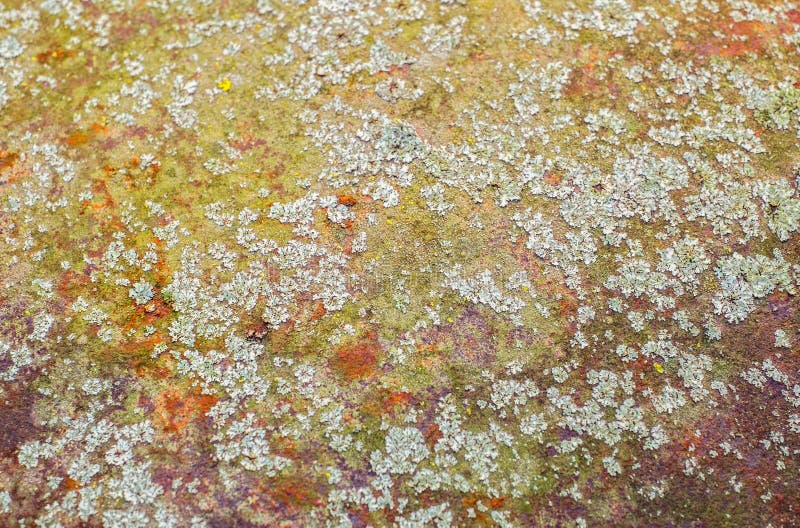 Old Rusty Metal Plate Texture, with Lichen and Moss Stock Photo - Image ...