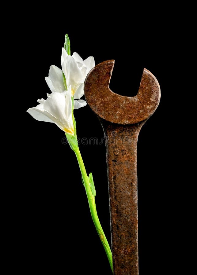 Old Rusty Metal Tool and White Freesia on a Black Background Stock ...