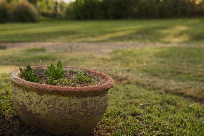 Old Rusty Pot with Plants in the Garden Stock Photo - Image of garden ...