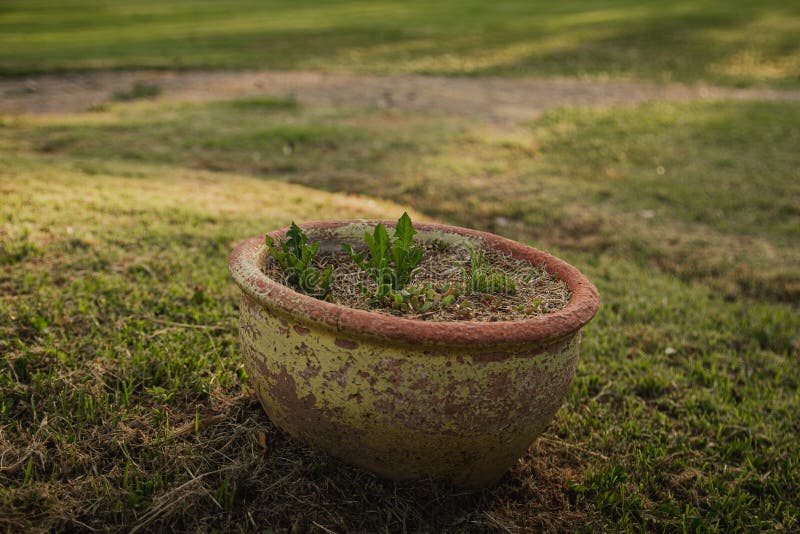 Old Rusty Pot with Plants in the Garden Stock Photo - Image of ...