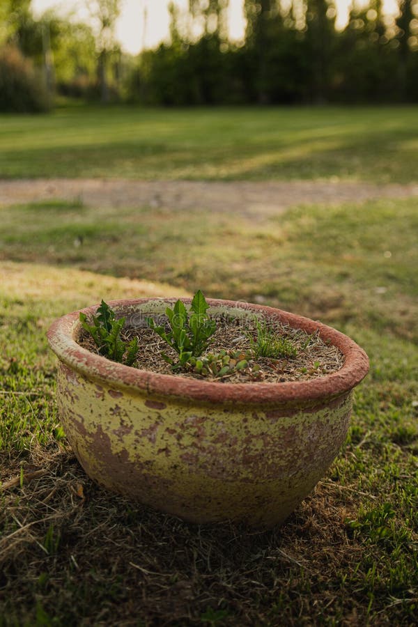 Old Rusty Pot with Plants in the Garden Stock Image - Image of flora ...