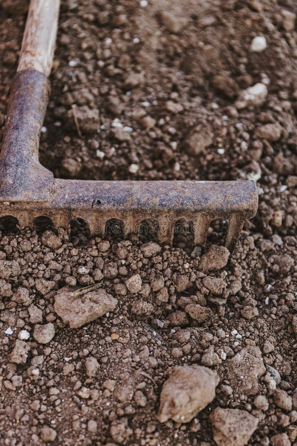 Old Rusty Rake Lays on the Ground Stock Photo - Image of agriculture ...