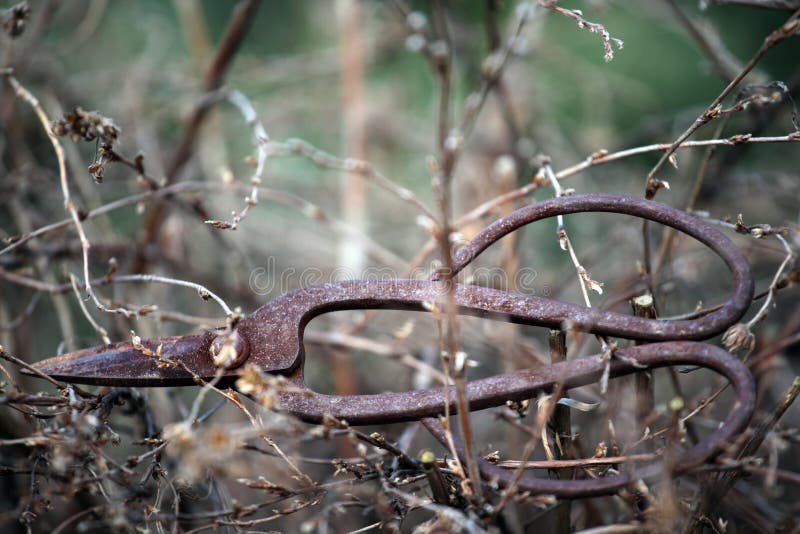 Old Rusty Scissors Spring Garden Stock Image - Image of lopper ...
