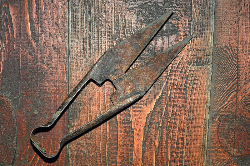 Shearing Sheep stock photo. Image of hand, metal, claw - 18663018