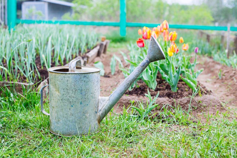 748 Rusty Watering Can Stock Photos - Free & Royalty-Free Stock Photos ...