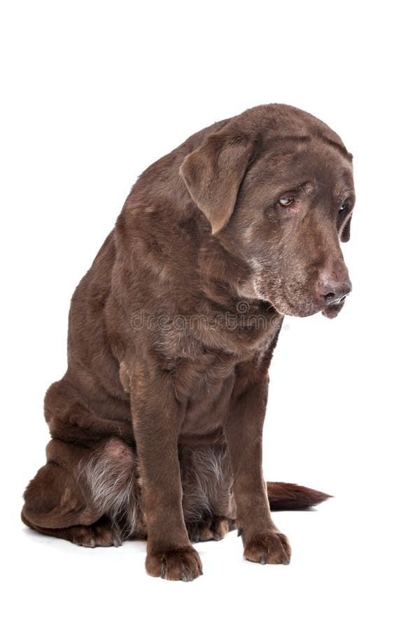 Are Labradors Sad