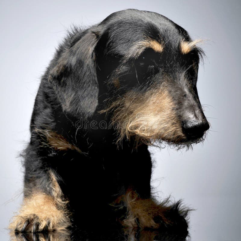 1,274 Sad Dachshund Stock Photos - Free & Royalty-Free Stock Photos ...