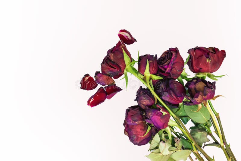 147 Rotten Roses Stock Photos - Free & Royalty-Free Stock Photos from ...