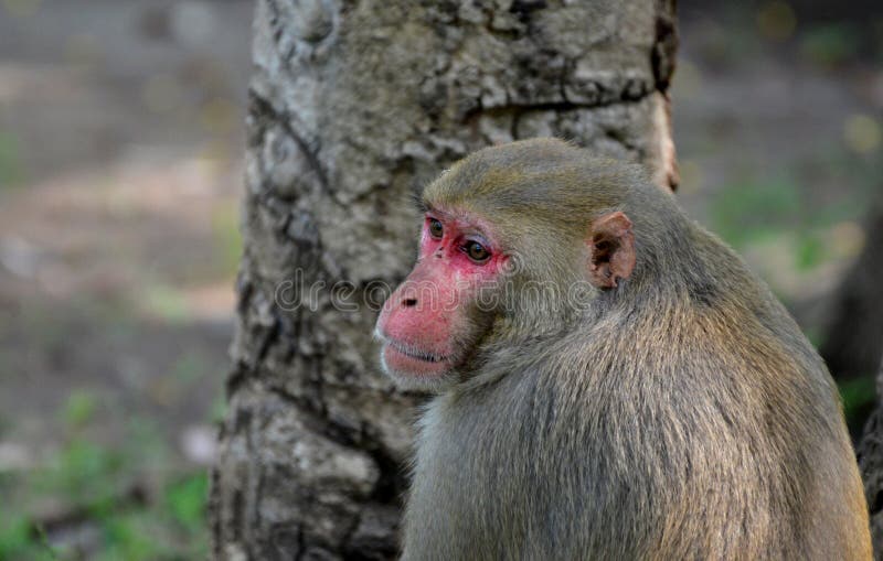 An old and sad monkey stock image. Image of madhya, bhopal - 218661435