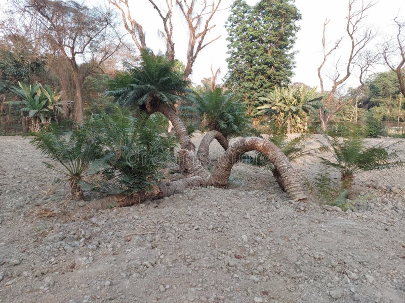 Old Sago Plam Tree with Multiple Branches ,one of the Attractions of ...