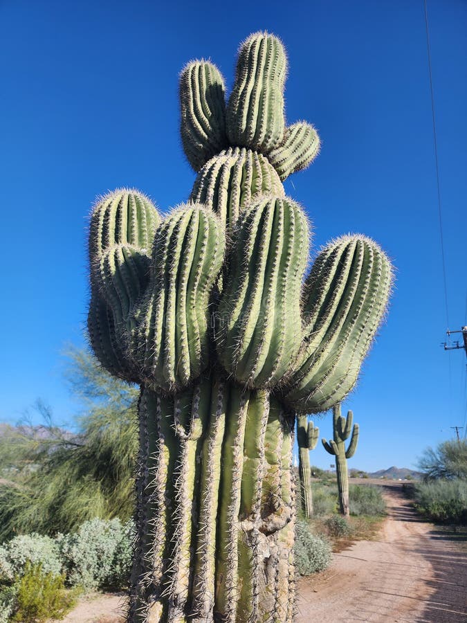 Old Saguaro stock image. Image of nature, food, tulip - 269376723