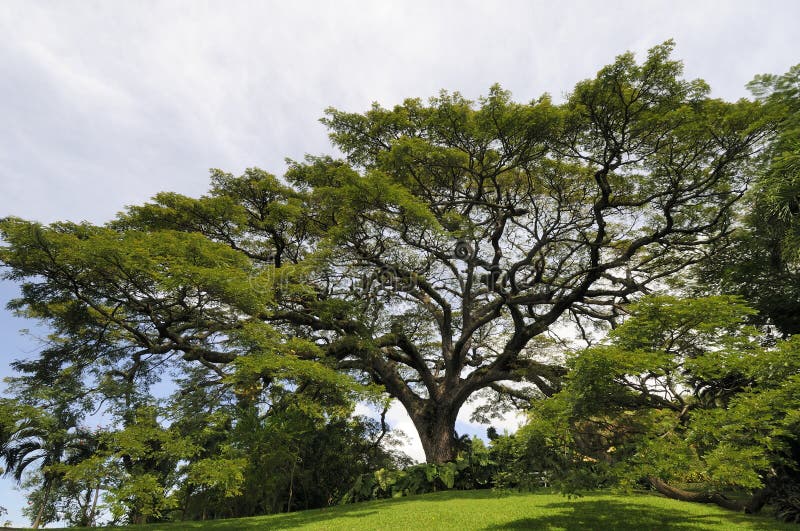Old Saman Tree stock photo. Image of leaves, kitts, saman - 36349920