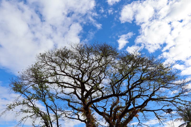 Old Samanea saman stock image. Image of beautiful, plant - 201251803