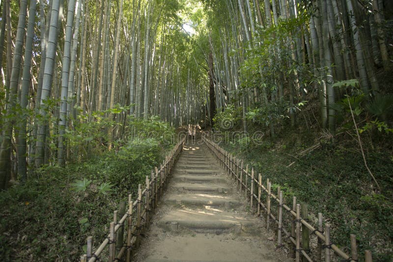 Old Samurai Road in the Middle of a Bamboo Forest in Sakura, Japan ...