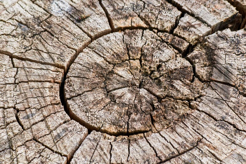 Old Sawed Tree With Annual Growth Rings And Cracks Stock Photo - Image ...