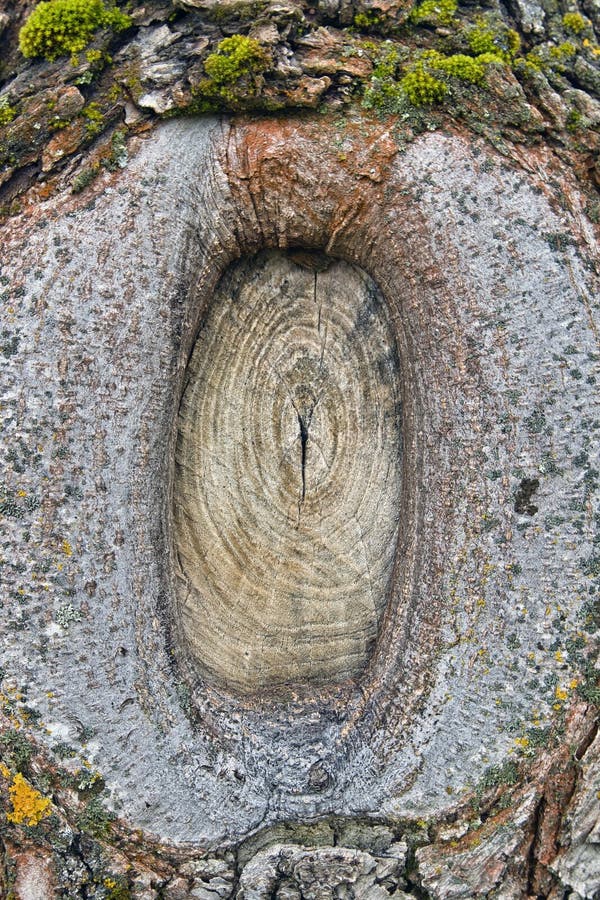 Old scar of a tree branch stock photo. Image of cracked - 258217904