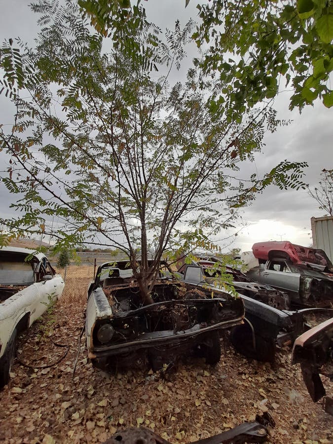Old Scrap Car with Tree Out Stock Photo - Image of leaf, branch: 200420096