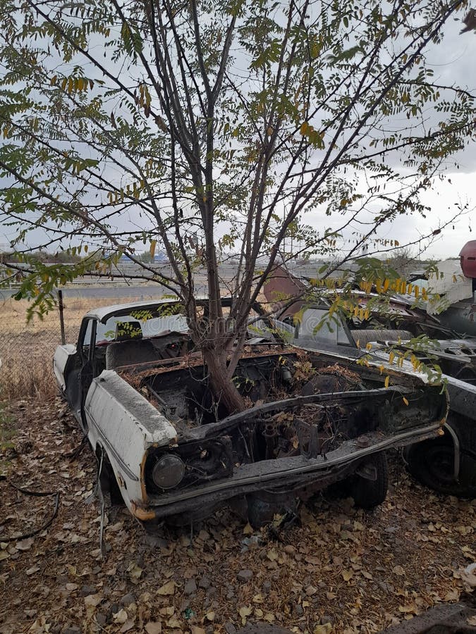 Old Scrap Car with Tree Out Stock Image - Image of branch, autumn ...