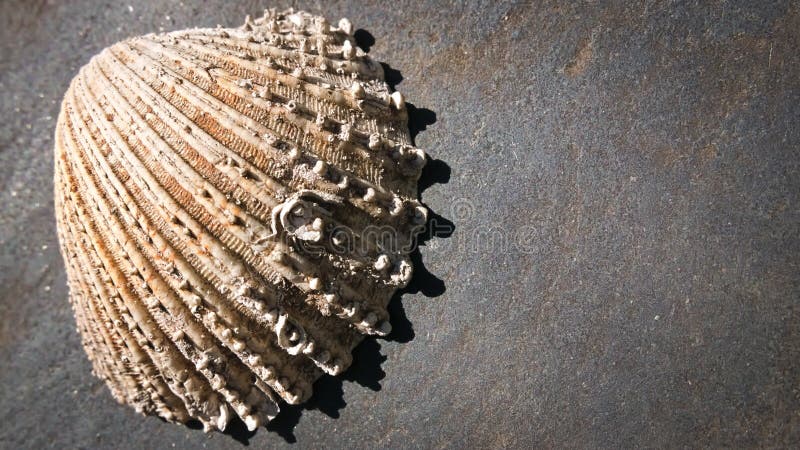 Sea Shell with Grey Textured Background Wallpaper, Stock Image - Image ...