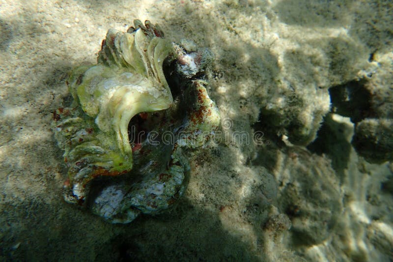 Old sea shell in the hand stock photo. Image of telapak - 340485972