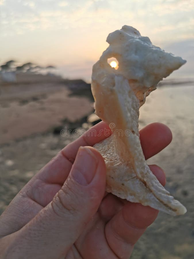 Old sea shell stock image. Image of mollusk, shell, tropical - 318599425