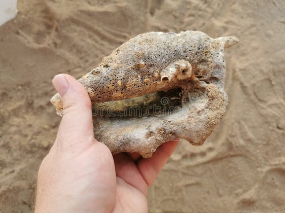 Old Sea Shell in Human Hand Stock Photo - Image of water, animal: 315985478